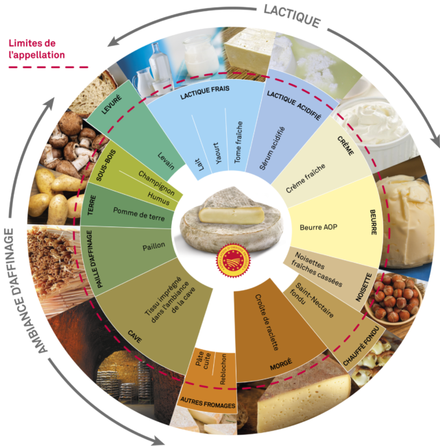 Saint-Nectaire Fermier ou Laitier : à vous de choisir