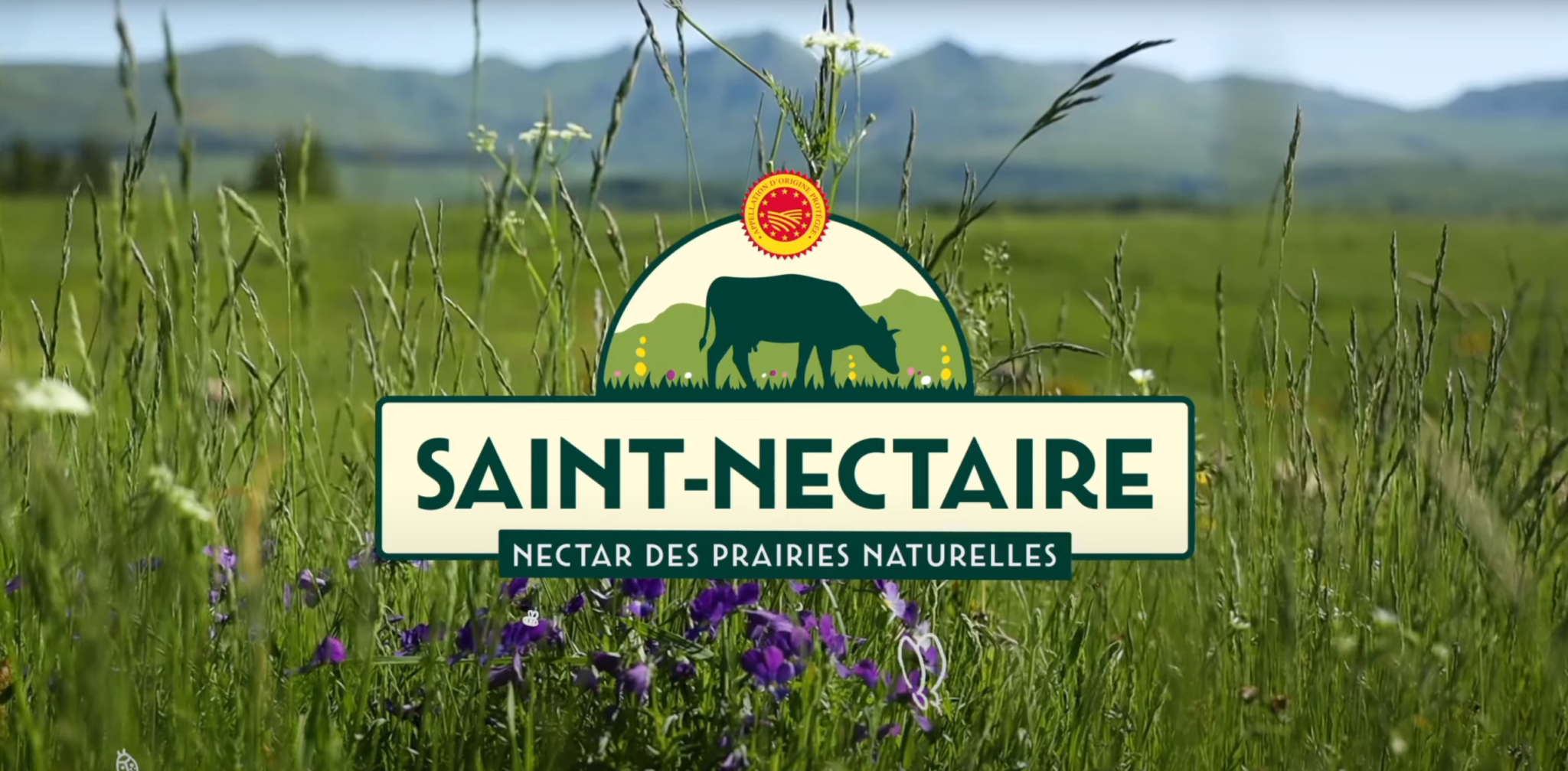 Fromage AOP Saint-Nectaire : nectar des prairies naturelles