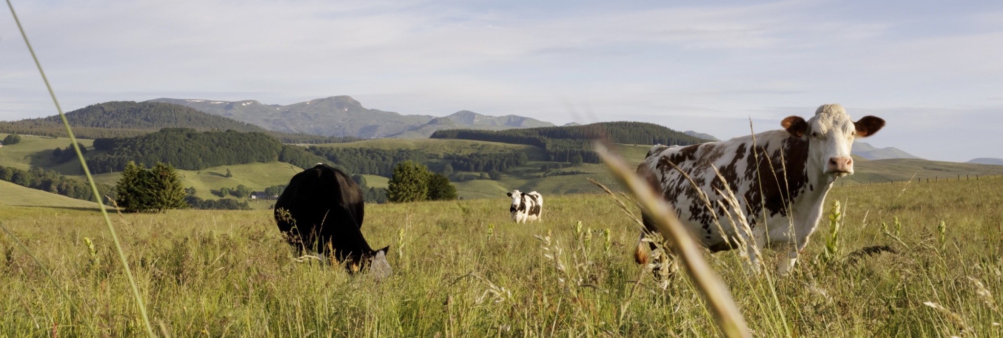 Zone AOP Saint-Nectaire : le label AOP Saint-Nectaire