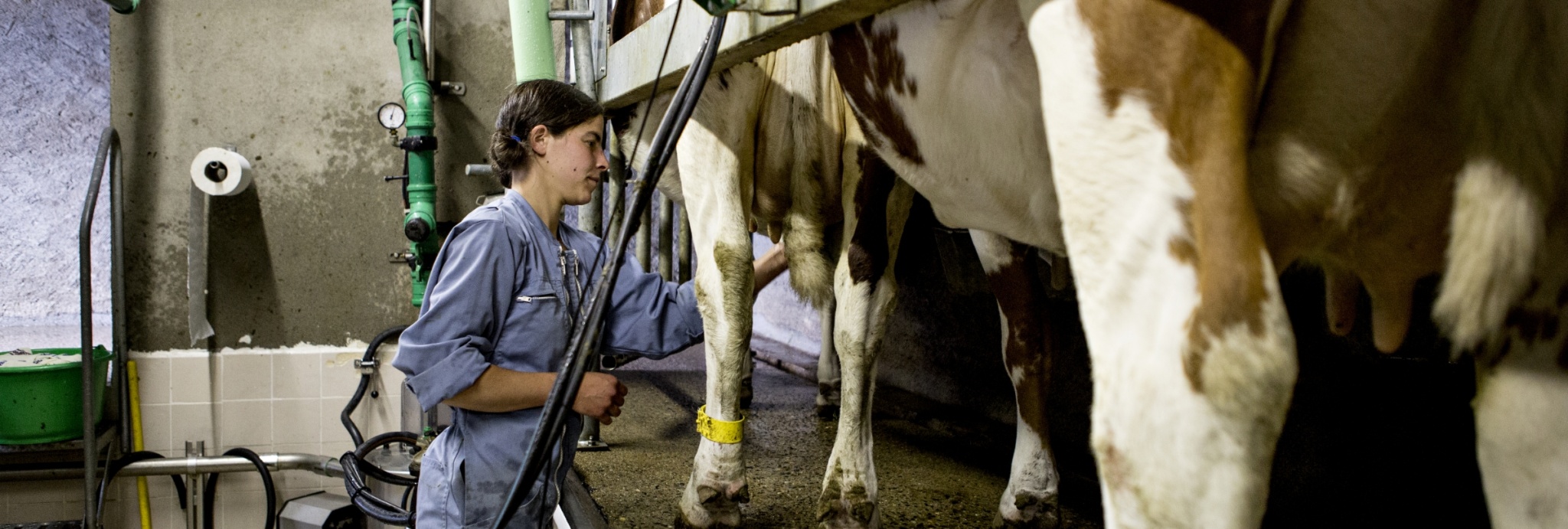 Organisation de la filière