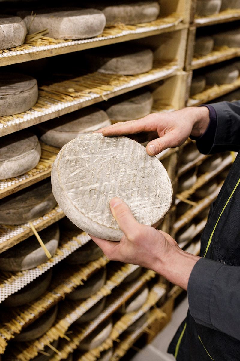 Fromage AOP Saint-Nectaire : nectar des prairies naturelles